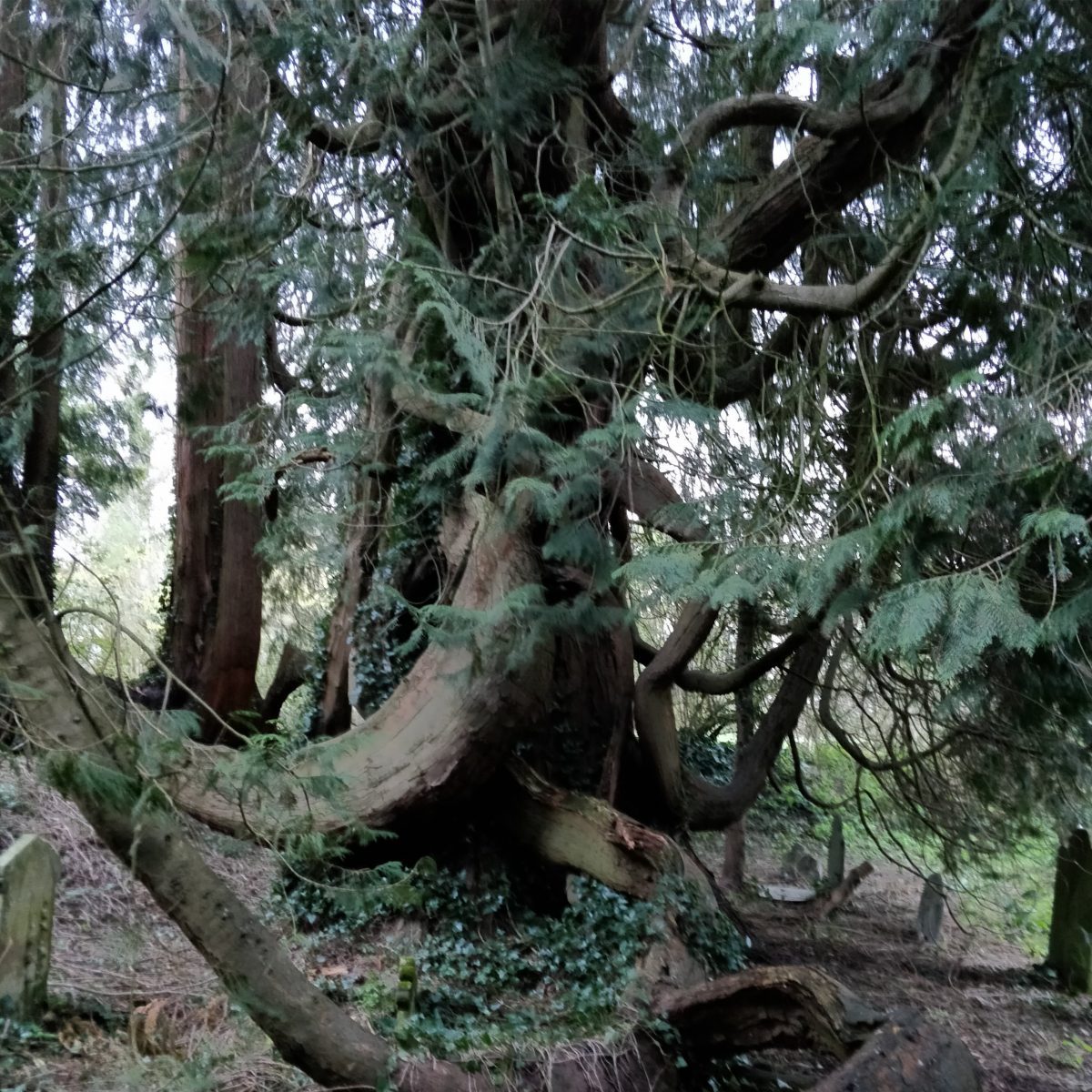 Co-creating music with Yew - Resounding Earth